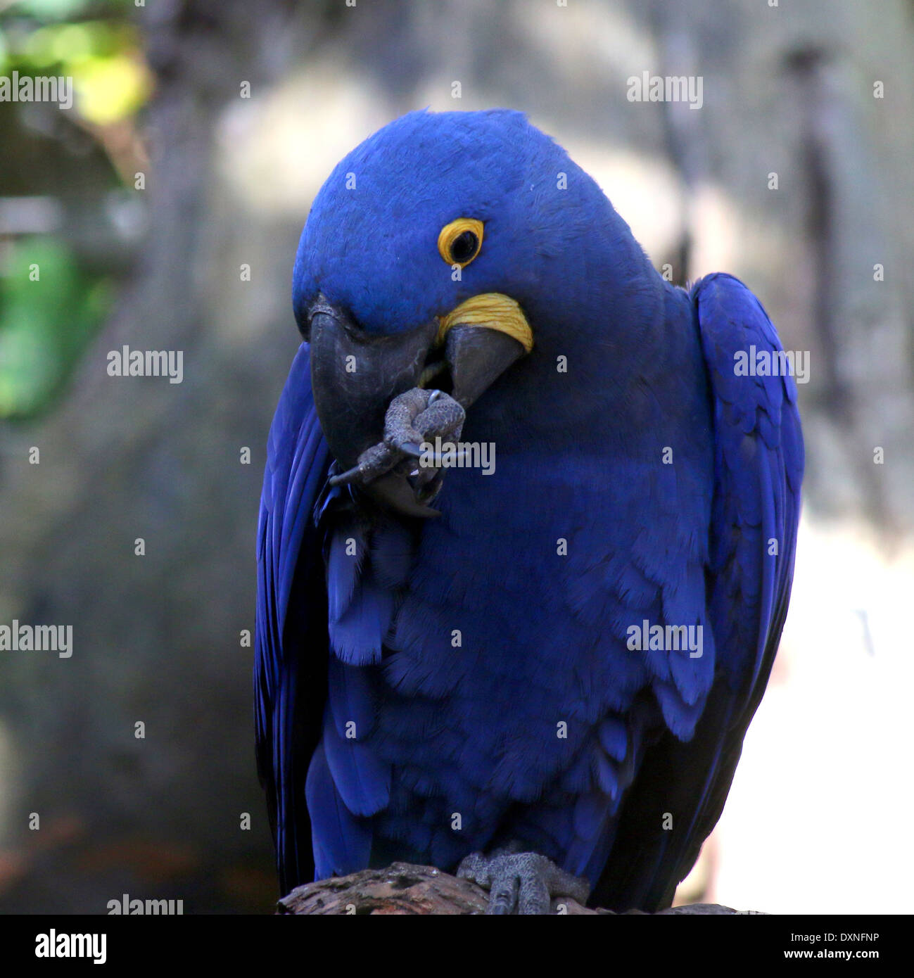 South American Hyazinth-Ara (Anodorhynchus Hyacinthinus). Größten ...