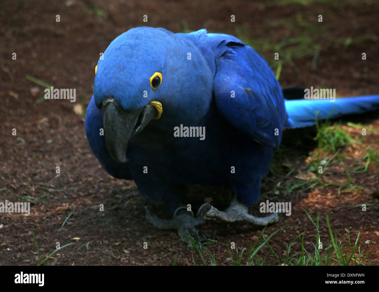Südamerikanisches hyazinth ara -Fotos und -Bildmaterial in hoher ...