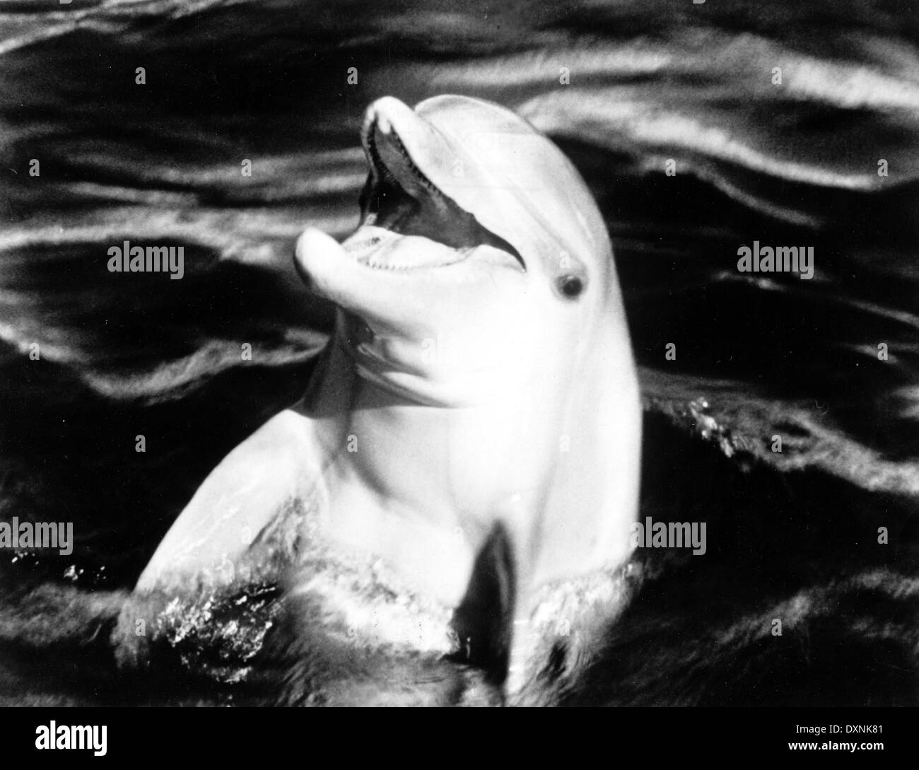 Flipper movie -Fotos und -Bildmaterial in hoher Auflösung – Alamy