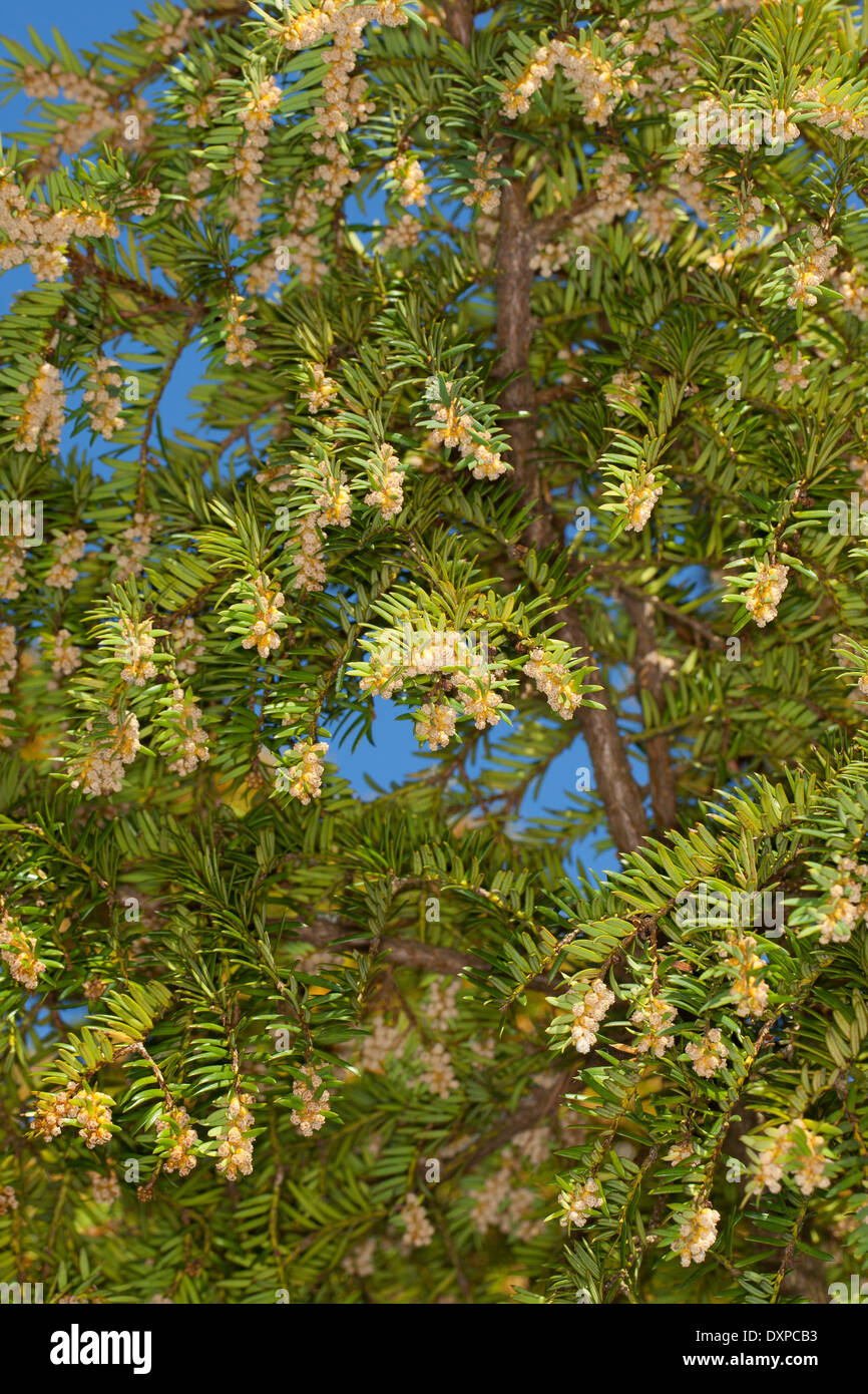 Common yew taxus baccata -Fotos und -Bildmaterial in hoher Auflösung ...