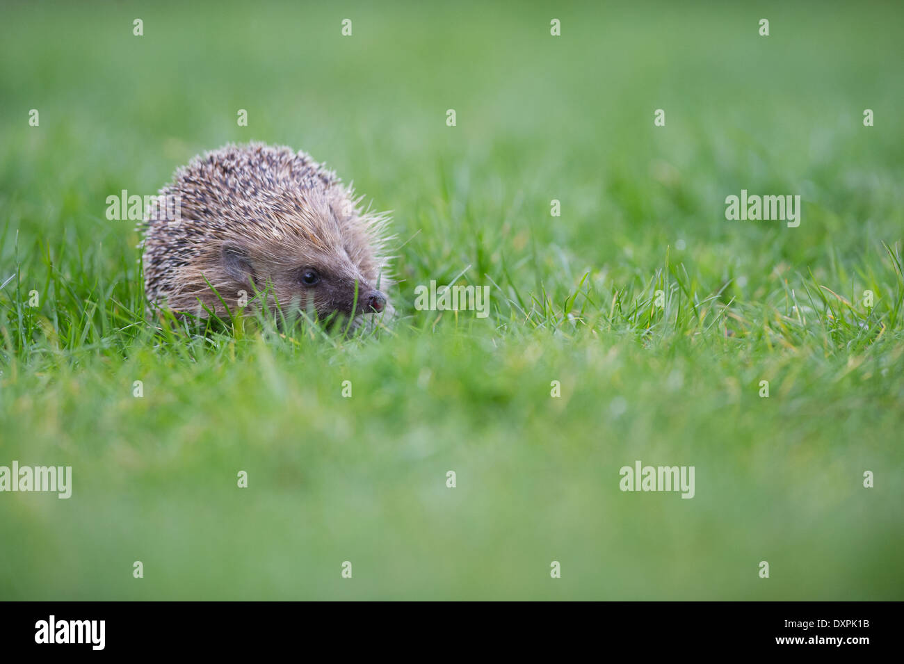 Garten igel -Fotos und -Bildmaterial in hoher Auflösung – Alamy
