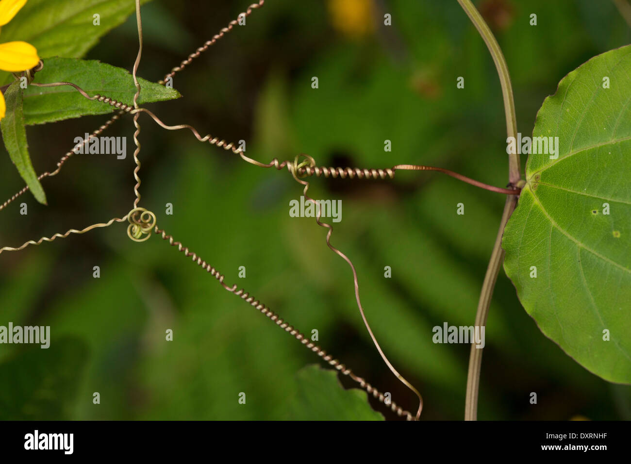 Ranken kletterer -Fotos und -Bildmaterial in hoher Auflösung – Alamy