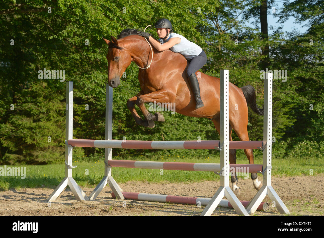 Pferd ohne Sattel mit Halsring nur springen Stockfotografie - Alamy