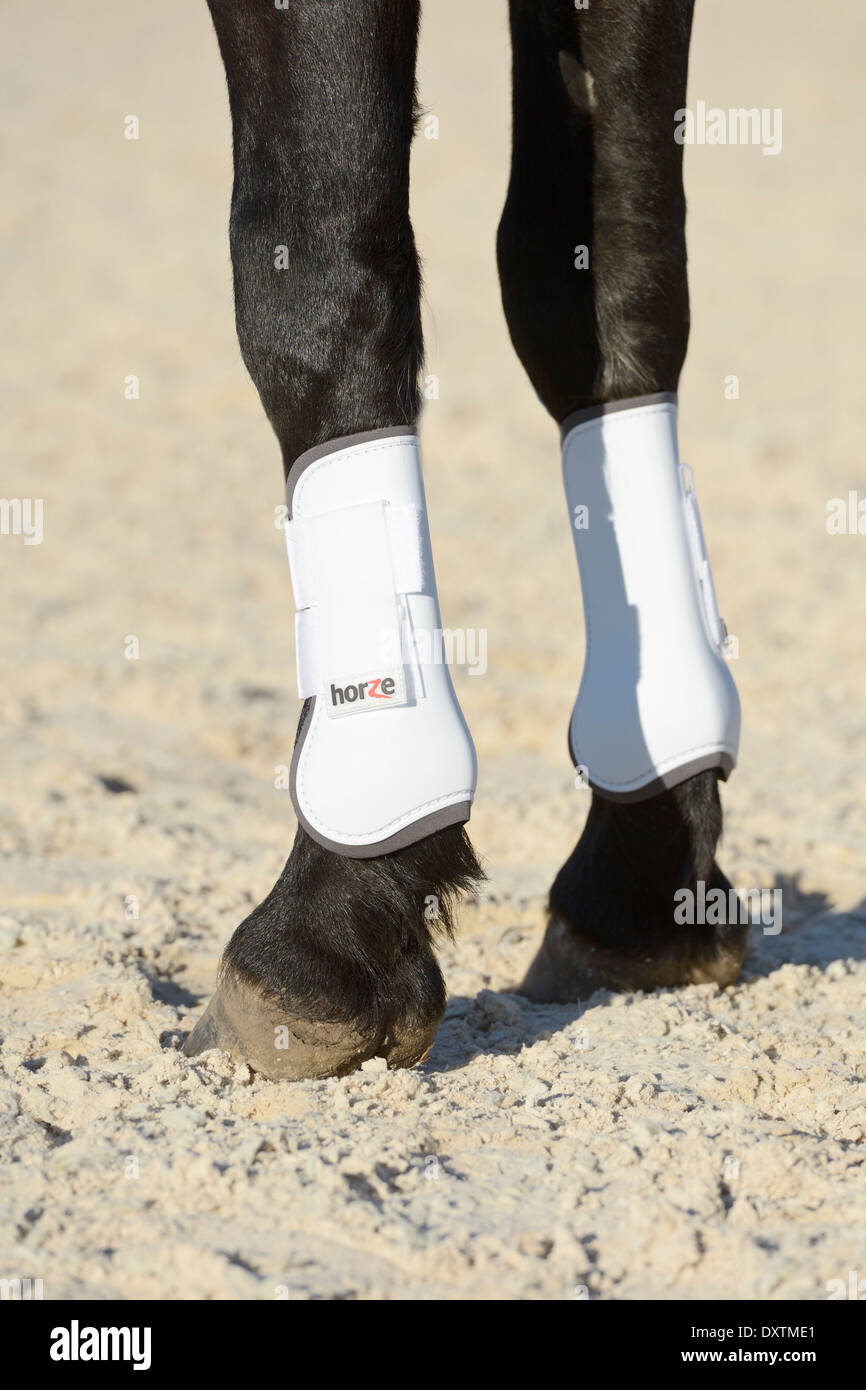 Tendon boots -Fotos und -Bildmaterial in hoher Auflösung – Alamy