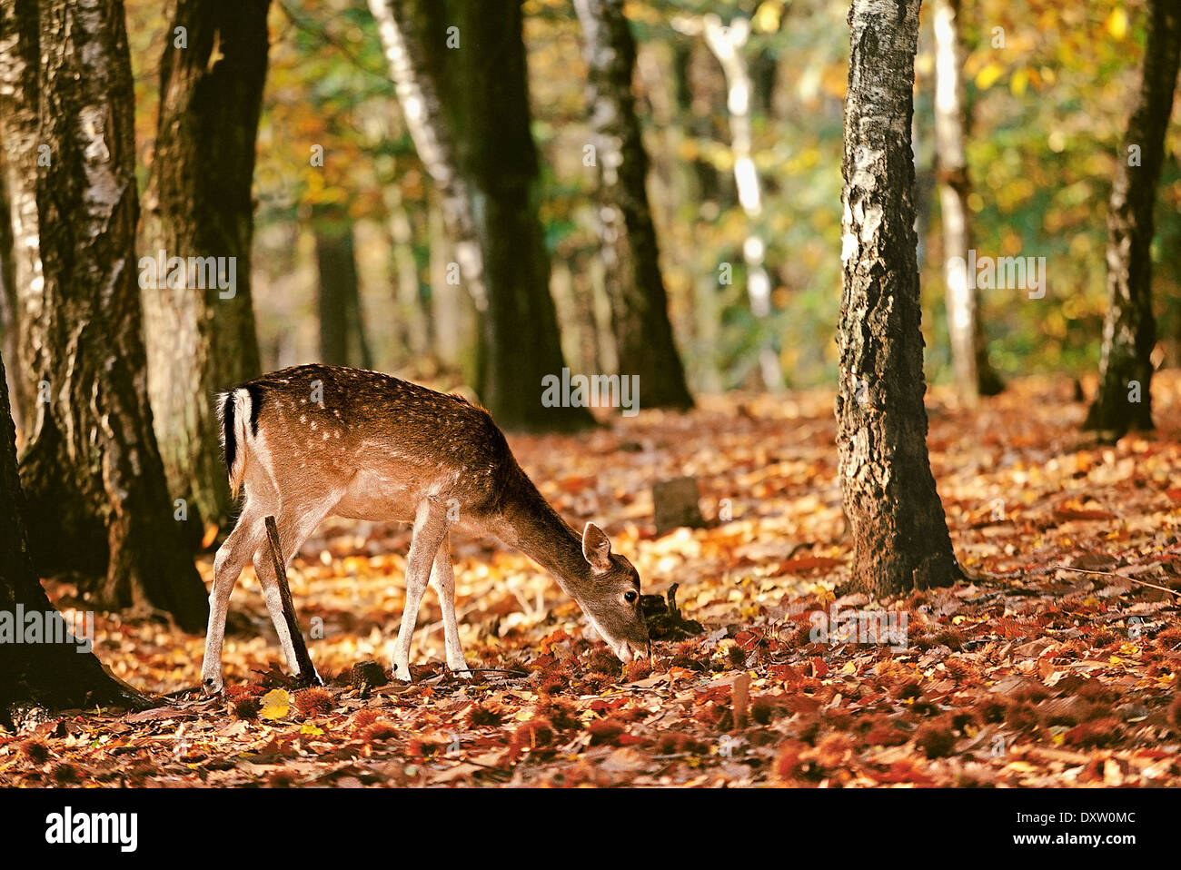 Damhirsch weiblich oder Doe (Dama Dama) in einem Wald von Kastanien im ...
