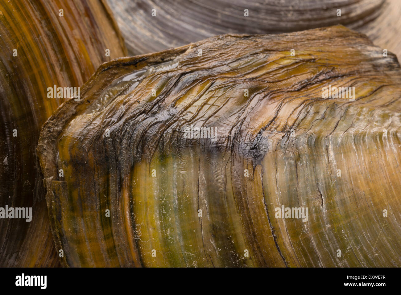 Invasives wachstum -Fotos und -Bildmaterial in hoher Auflösung – Alamy