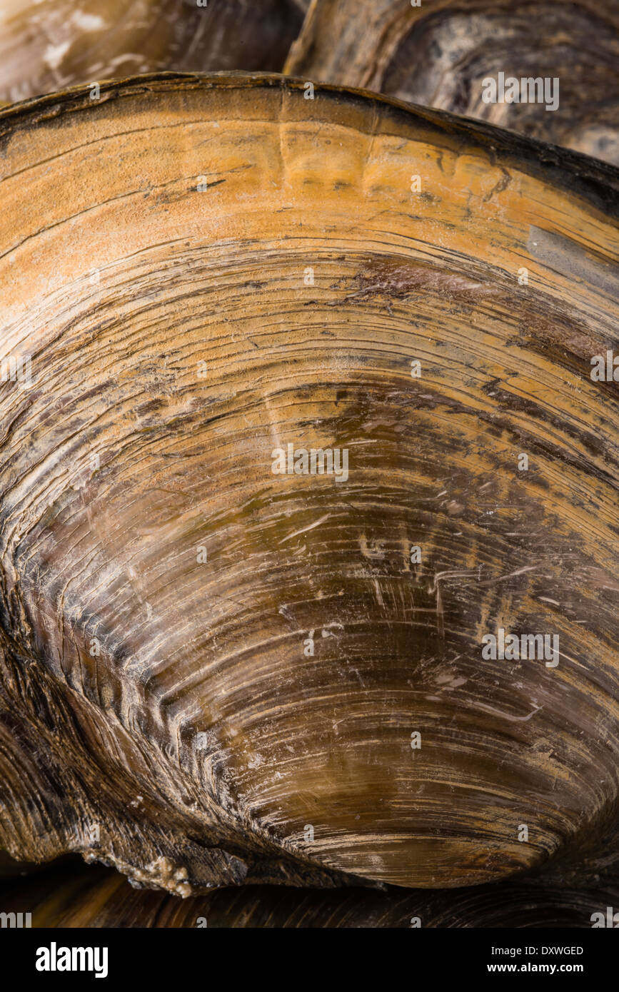 Sinanodonta woodiana -Fotos und -Bildmaterial in hoher Auflösung – Alamy