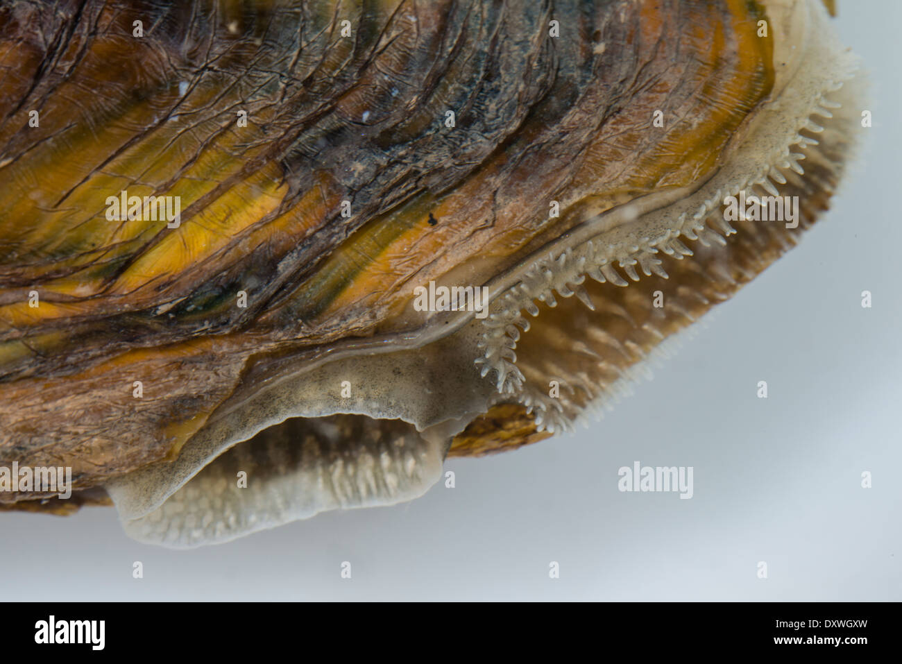 Sinanodonta woodiana -Fotos und -Bildmaterial in hoher Auflösung – Alamy