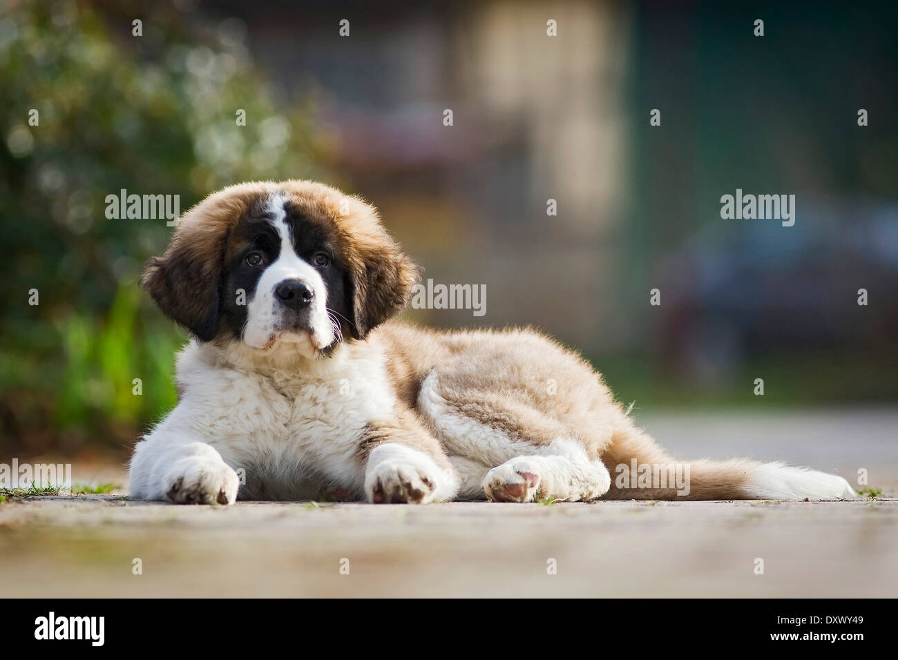 Bernhardiner welpe -Fotos und -Bildmaterial in hoher Auflösung – Alamy