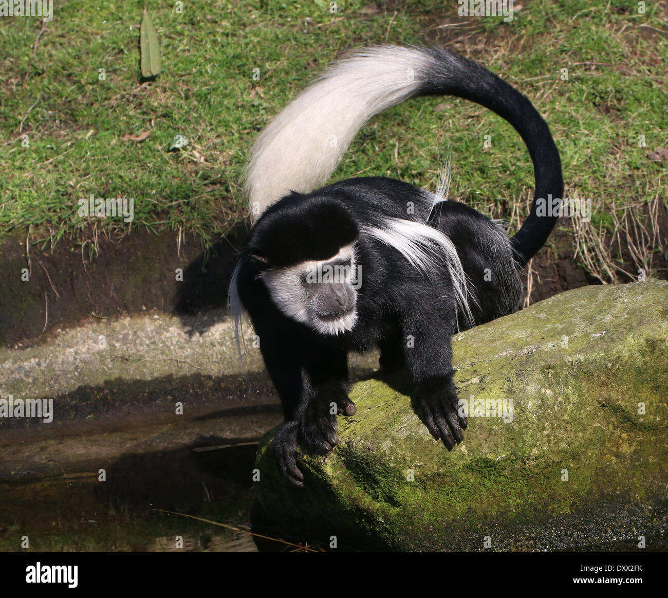 Guereza du kilimandjaro -Fotos und -Bildmaterial in hoher Auflösung – Alamy