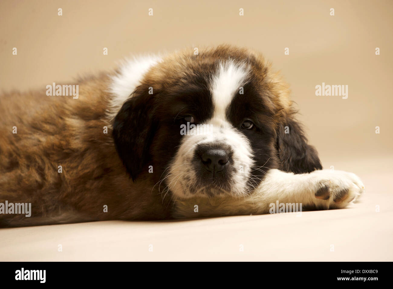 Bernhardiner Welpen saß auf einem goldenen Hintergrund isoliert ...