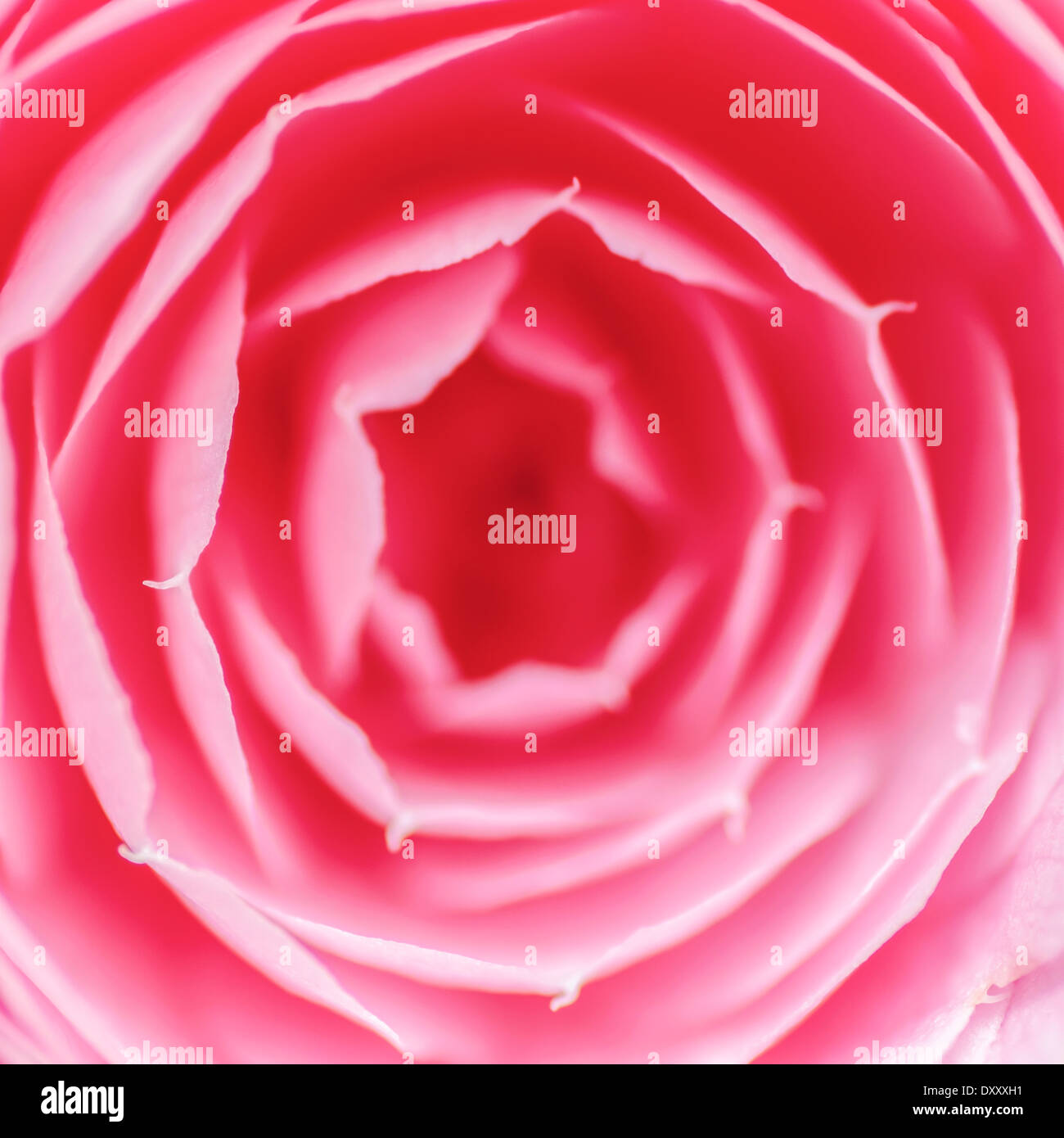 Erstaunliche rose -Fotos und -Bildmaterial in hoher Auflösung – Alamy