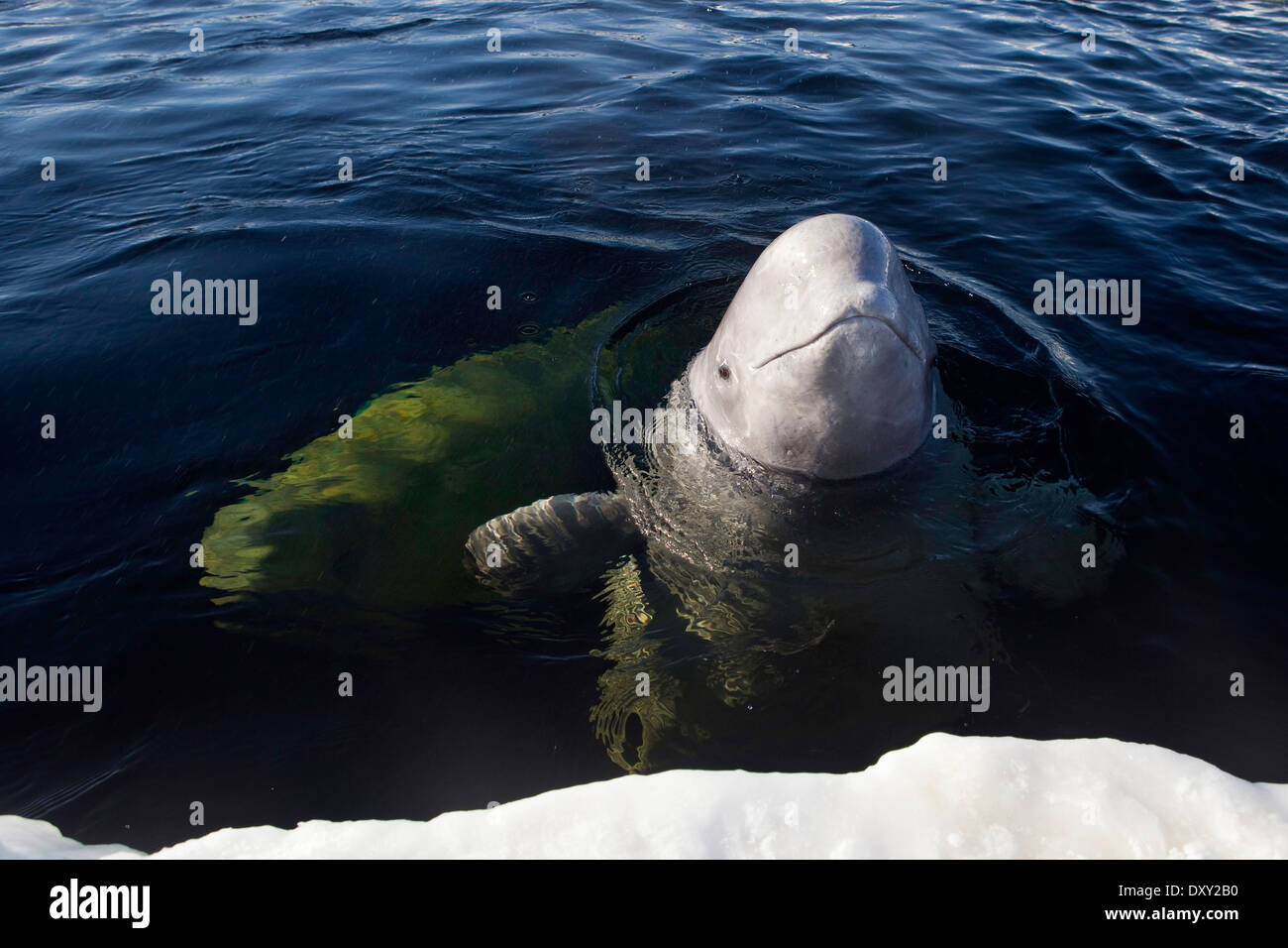 Weisser Wal Stockfotos und -bilder Kaufen - Alamy