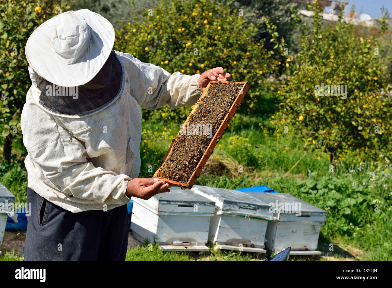 Imkerei in der gemeinde -Fotos und -Bildmaterial in hoher Auflösung – Alamy
