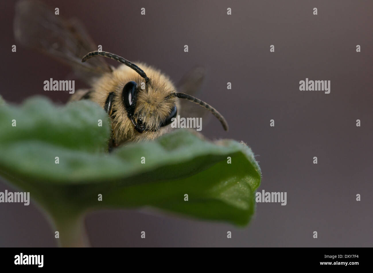 Erde biene -Fotos und -Bildmaterial in hoher Auflösung – Alamy