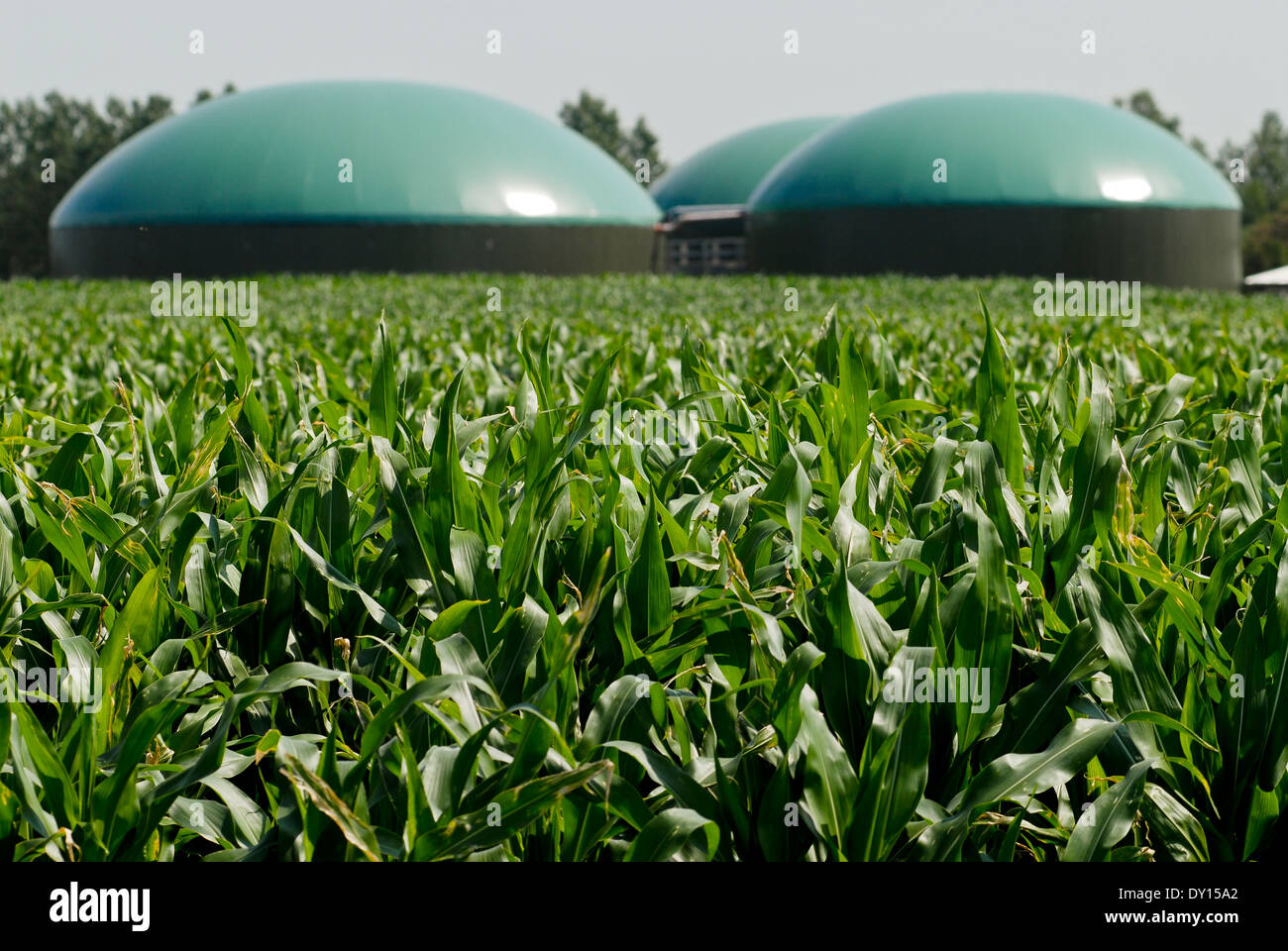 Deutschland landwirtschaftliche Biogas Anlage und Mais Feld, das als ...