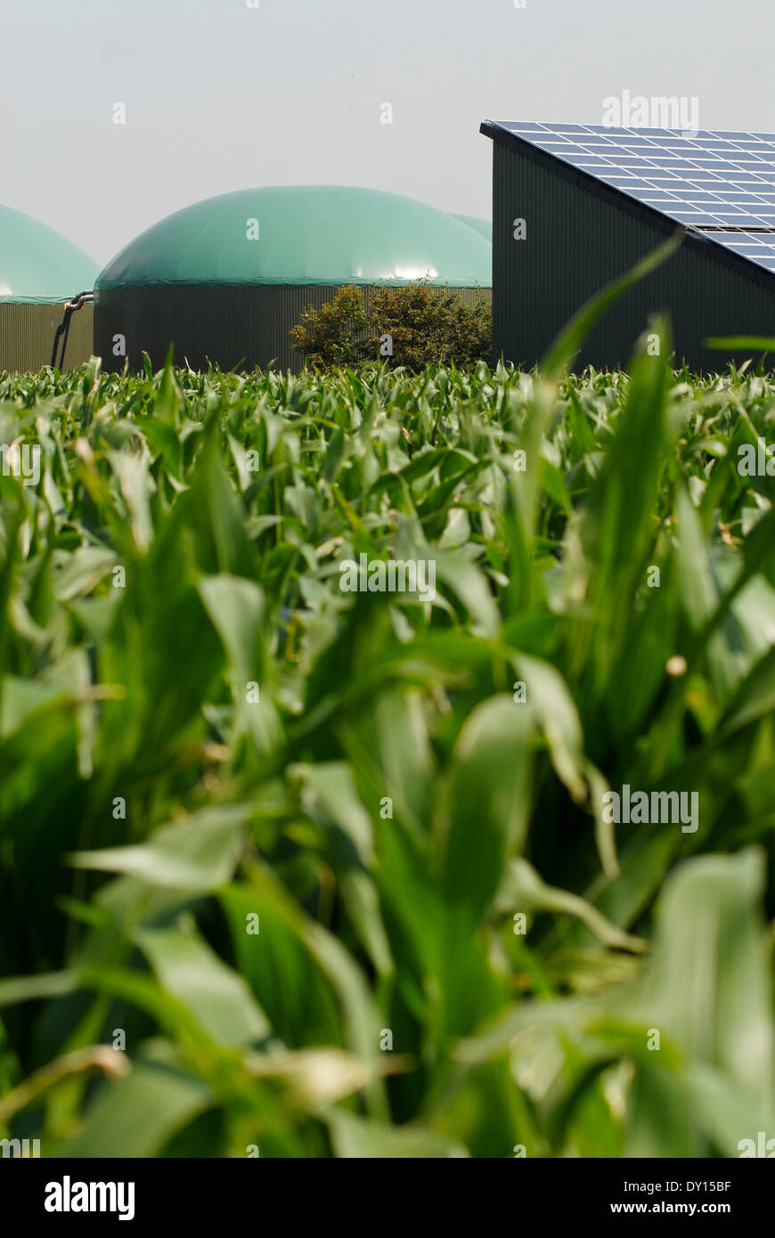 Biogas substrate -Fotos und -Bildmaterial in hoher Auflösung – Alamy