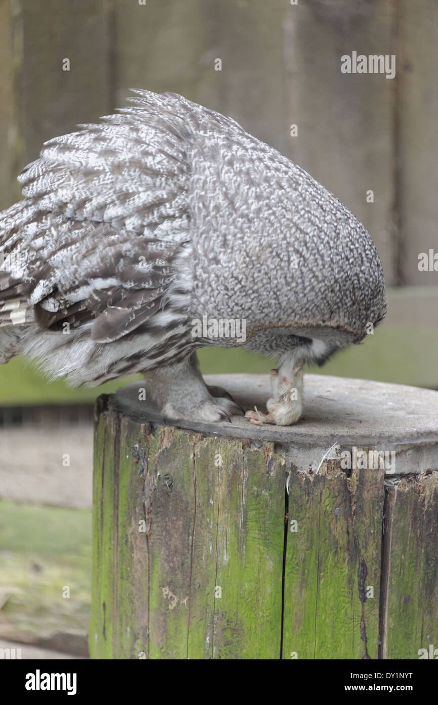 Größte arten der eule -Fotos und -Bildmaterial in hoher Auflösung – Alamy