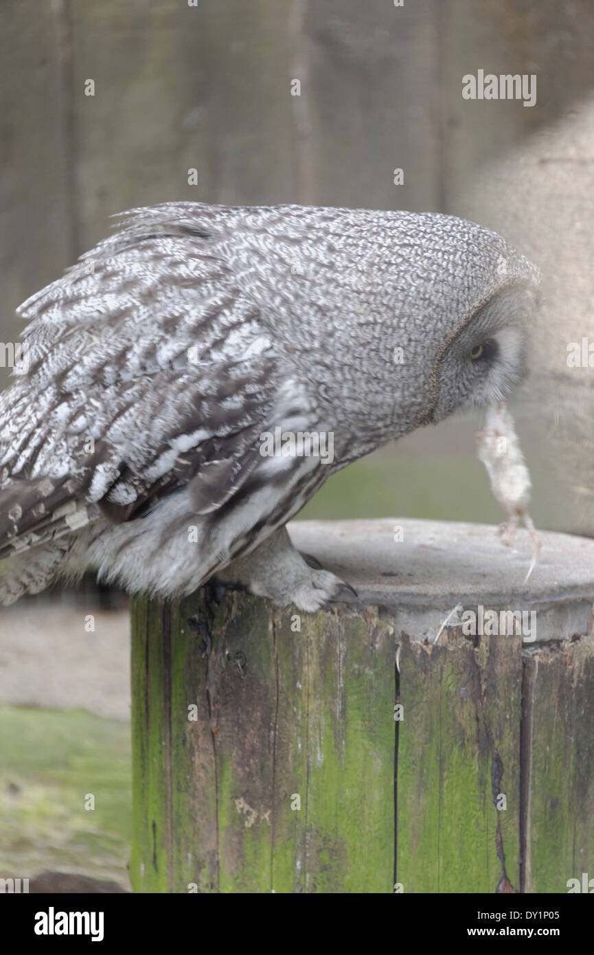 Große graue Eule oder großen grau-Eule (Strix Nebulosa) ist eine sehr ...