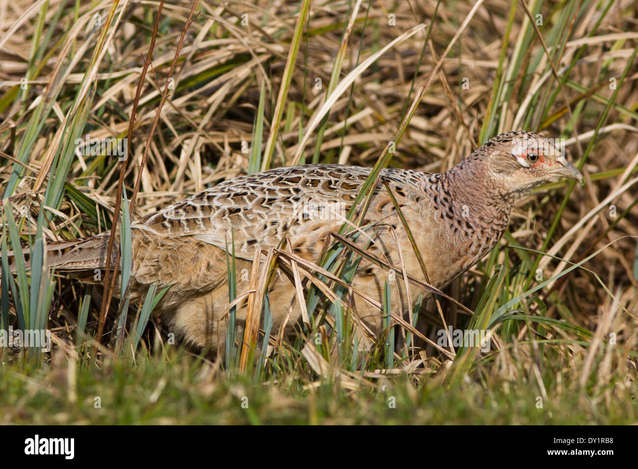 Wilder fasan uk -Fotos und -Bildmaterial in hoher Auflösung – Alamy