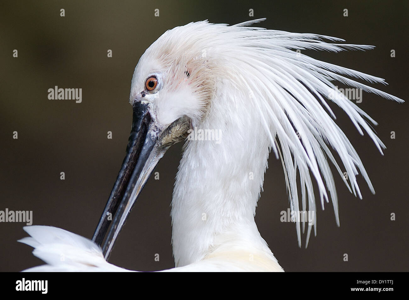 L loffler -Fotos und -Bildmaterial in hoher Auflösung – Alamy