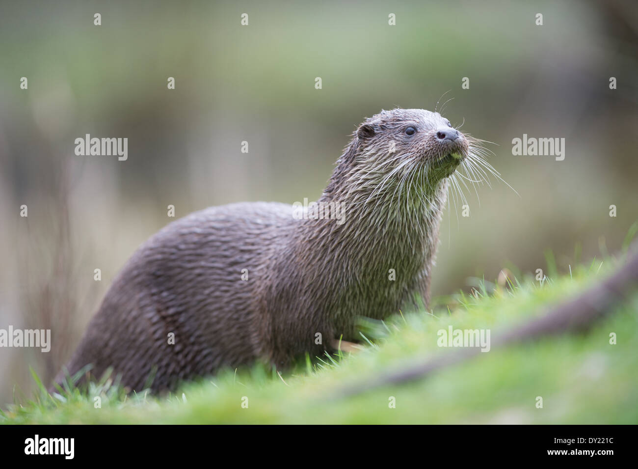 Lutra lutra otter -Fotos und -Bildmaterial in hoher Auflösung – Alamy