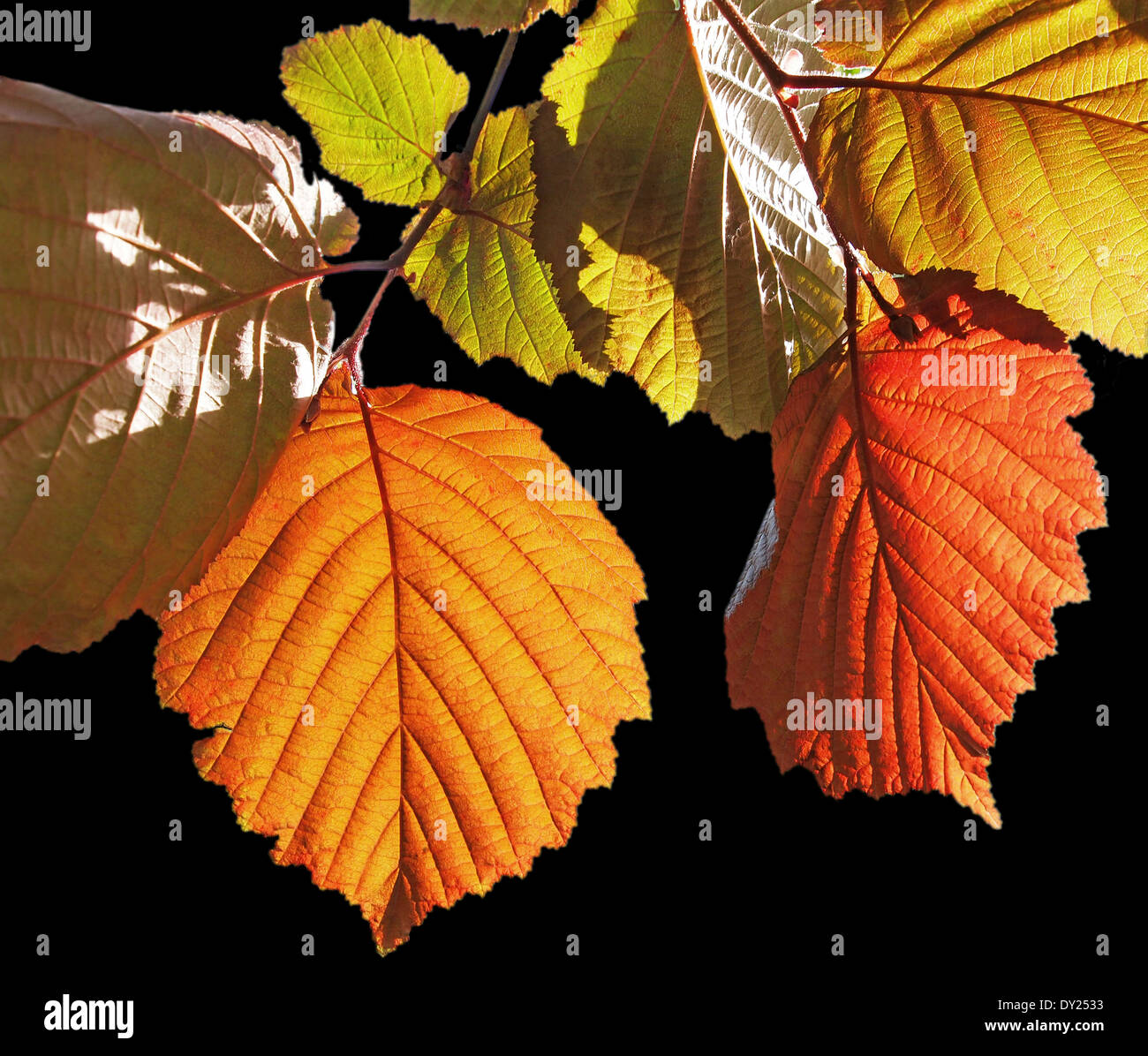 Baum Buche Stockfotos & Baum Buche Bilder - Alamy