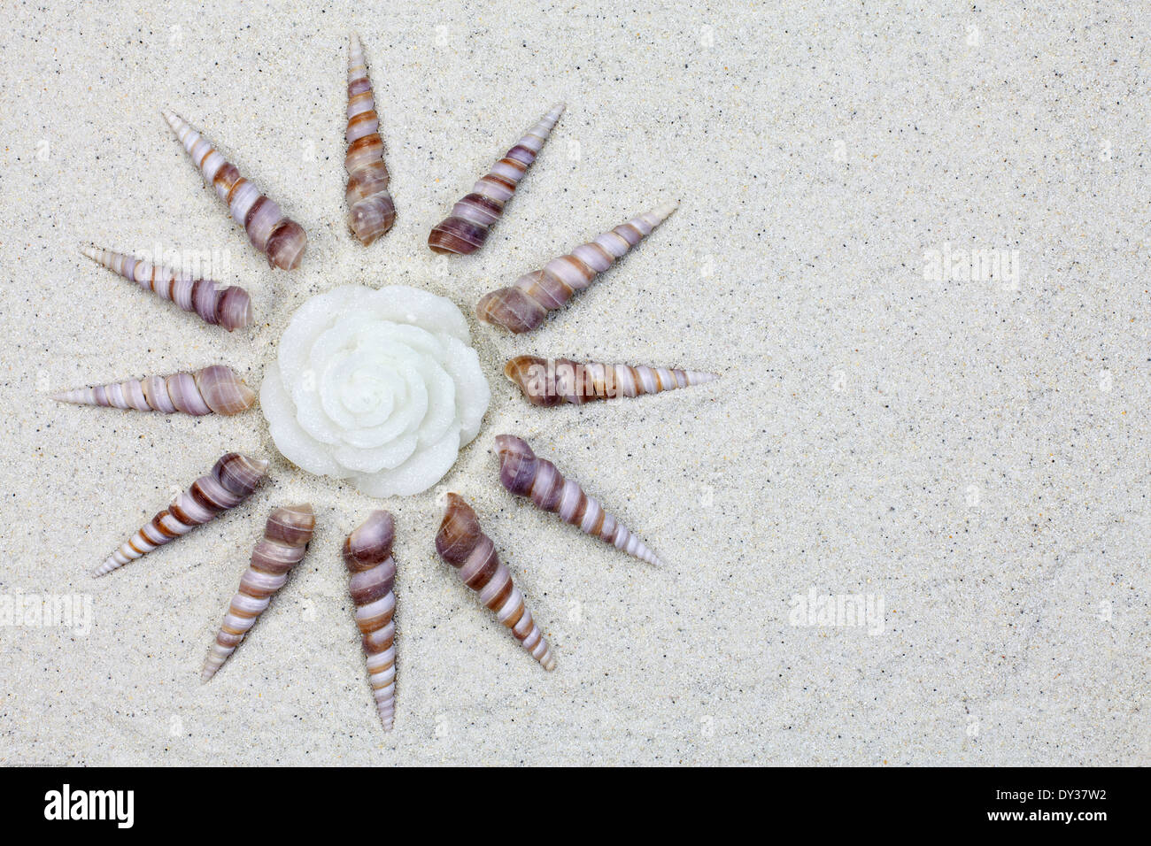 Muscheln und sand -Fotos und -Bildmaterial in hoher Auflösung – Alamy