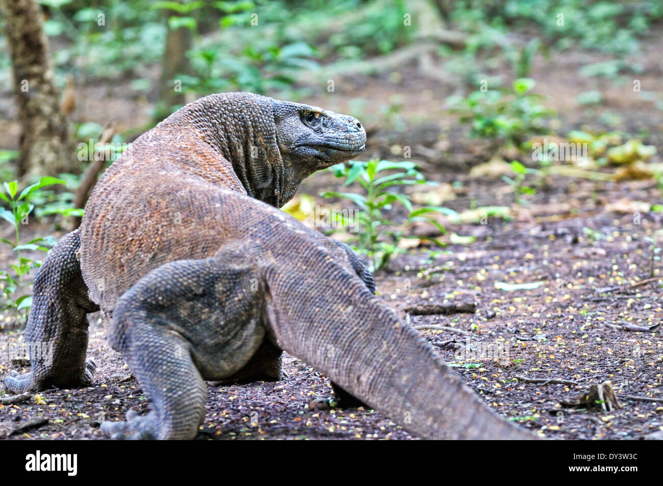 Komodo insel komodo nationalpark -Fotos und -Bildmaterial in hoher ...