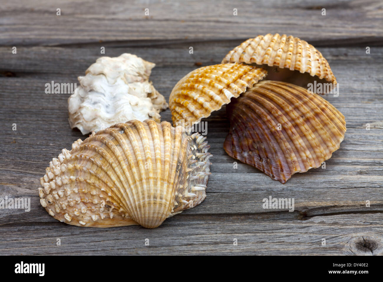 Mediterrane Muscheln Stockfotos und -bilder Kaufen - Alamy