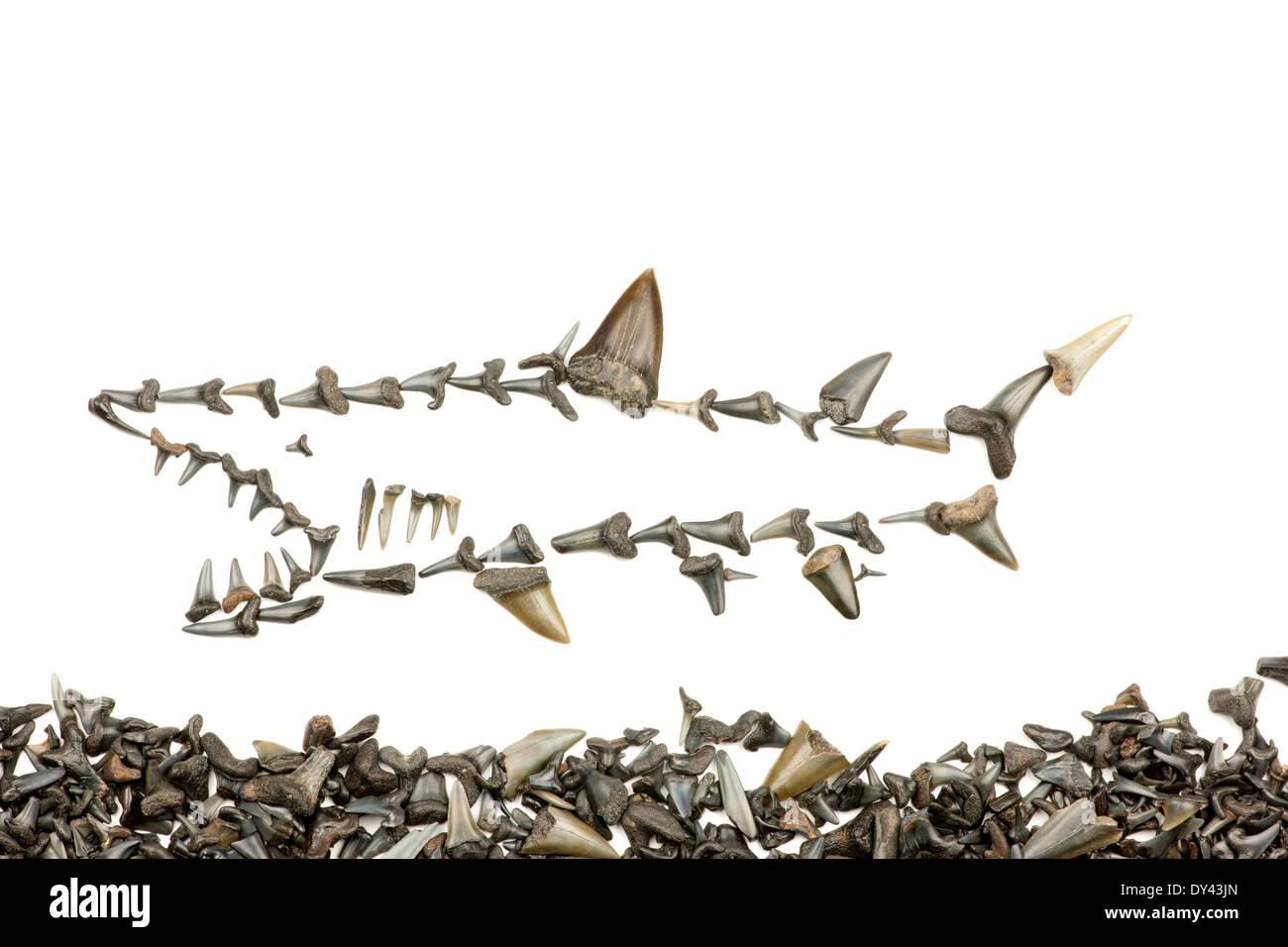 Bild eines Hais aus fossile Haifischzähne hergestellt Stockfotografie ...