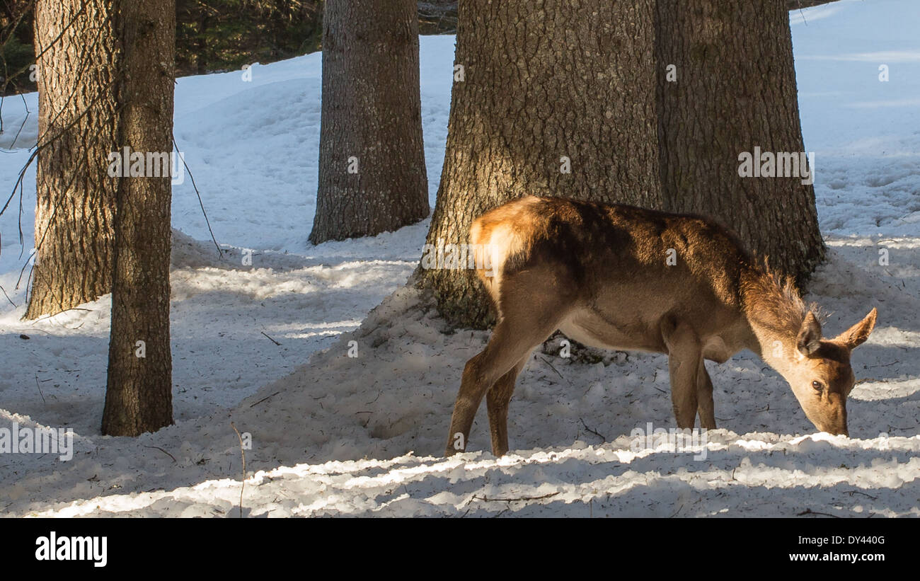 Cervo rosso -Fotos und -Bildmaterial in hoher Auflösung – Alamy