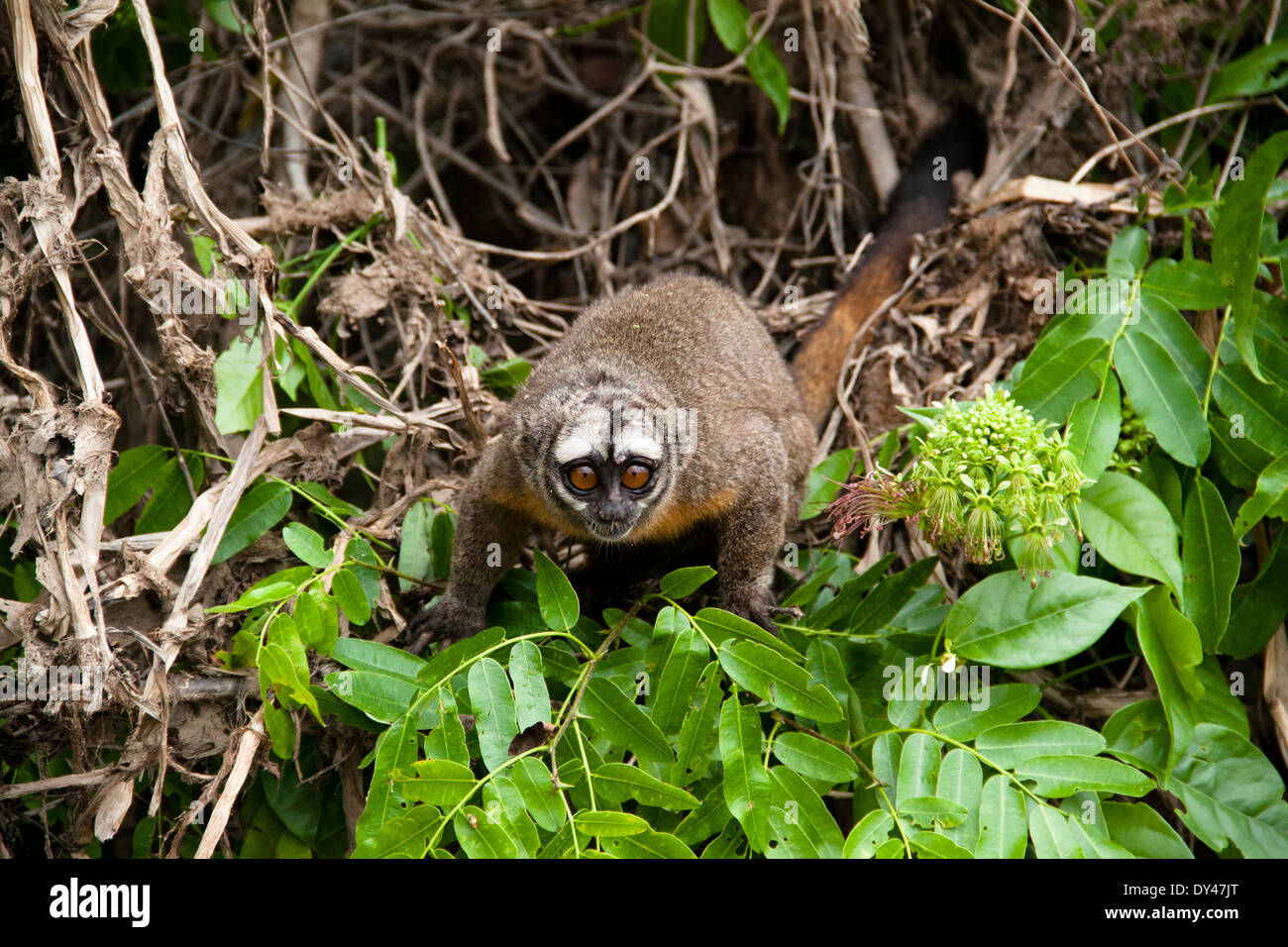 Eule Affe Im Amazonas Regenwald Stockfotografie Alamy
