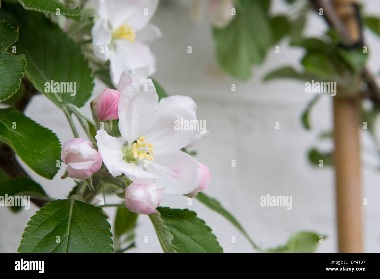 Blühender Apfelbaum mit Blüte gegen eine weiße Wand Stockfotografie - Alamy