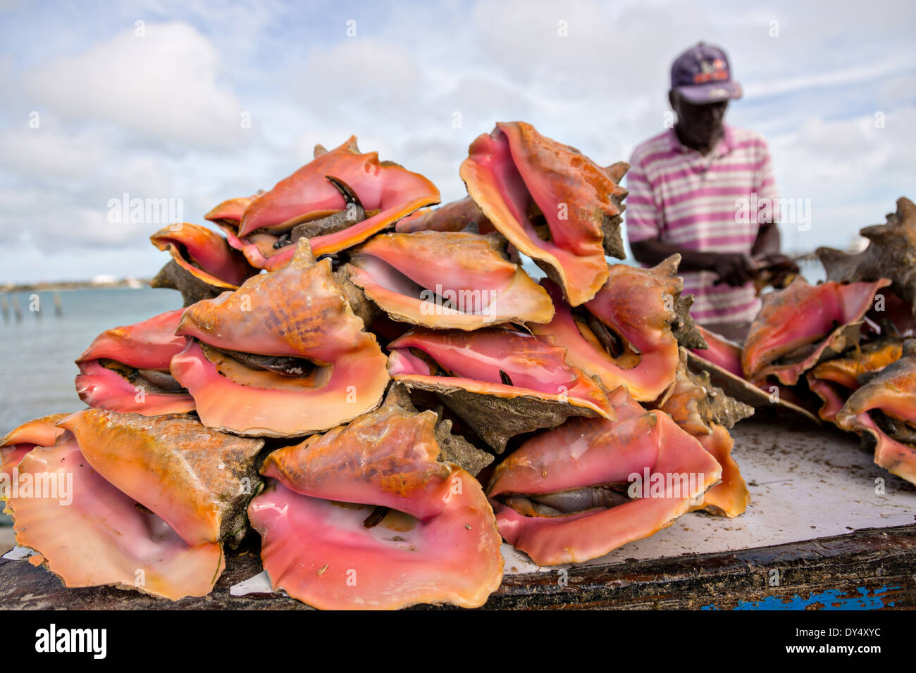 Nassau bahamas fish conch market -Fotos und -Bildmaterial in hoher ...