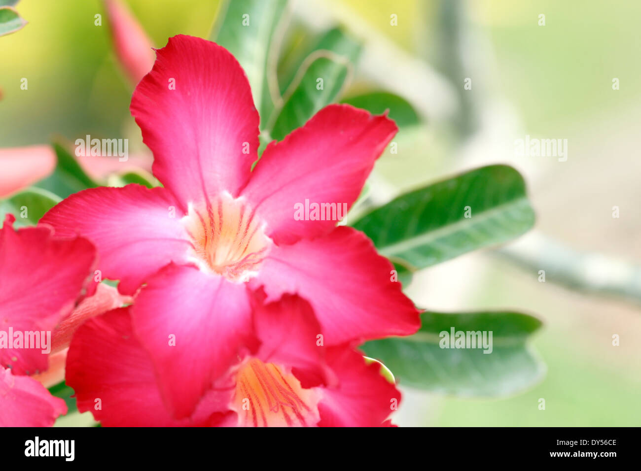Rote azalee in der blume -Fotos und -Bildmaterial in hoher Auflösung ...