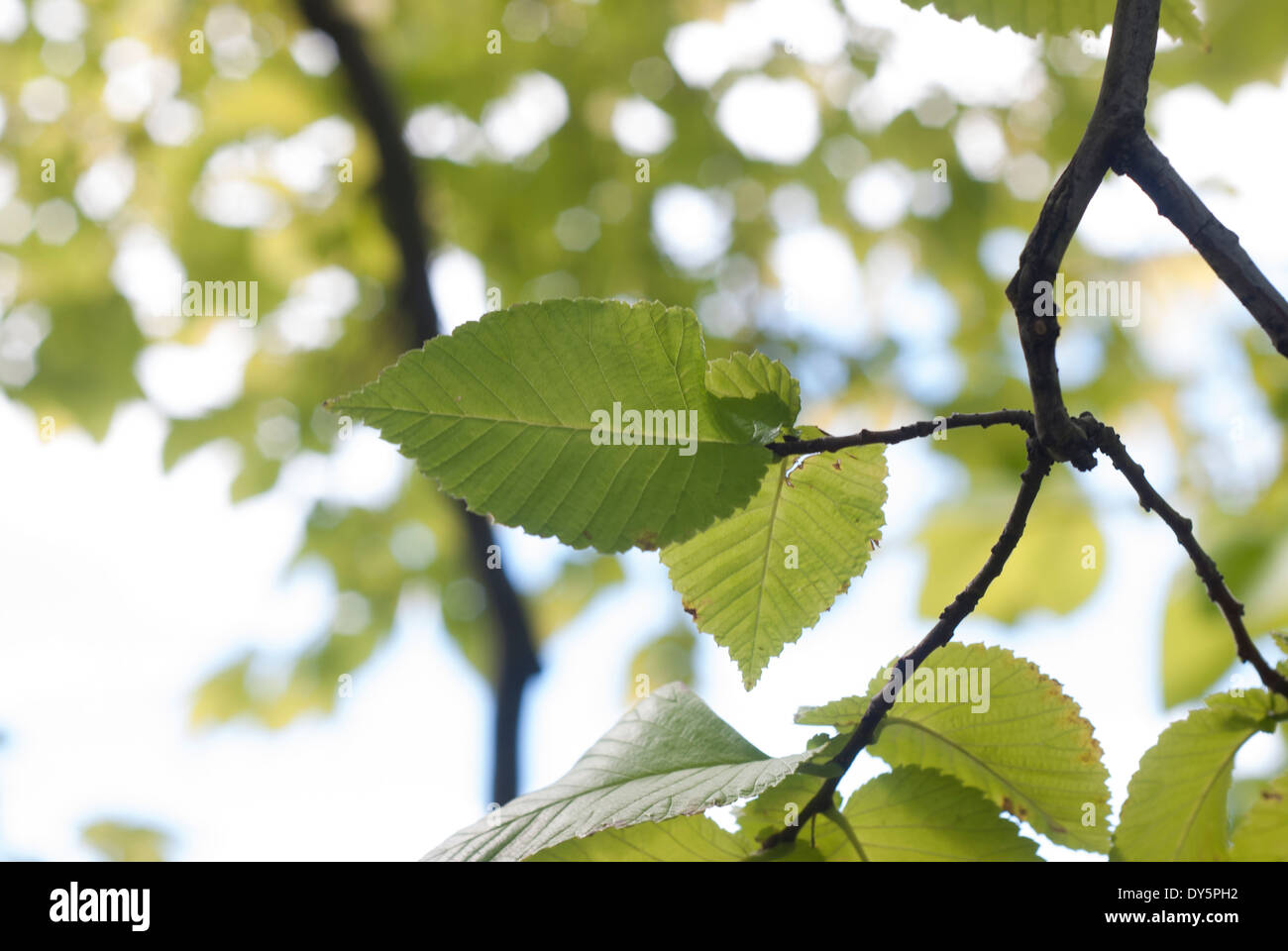 Ulme blätter -Fotos und -Bildmaterial in hoher Auflösung – Alamy