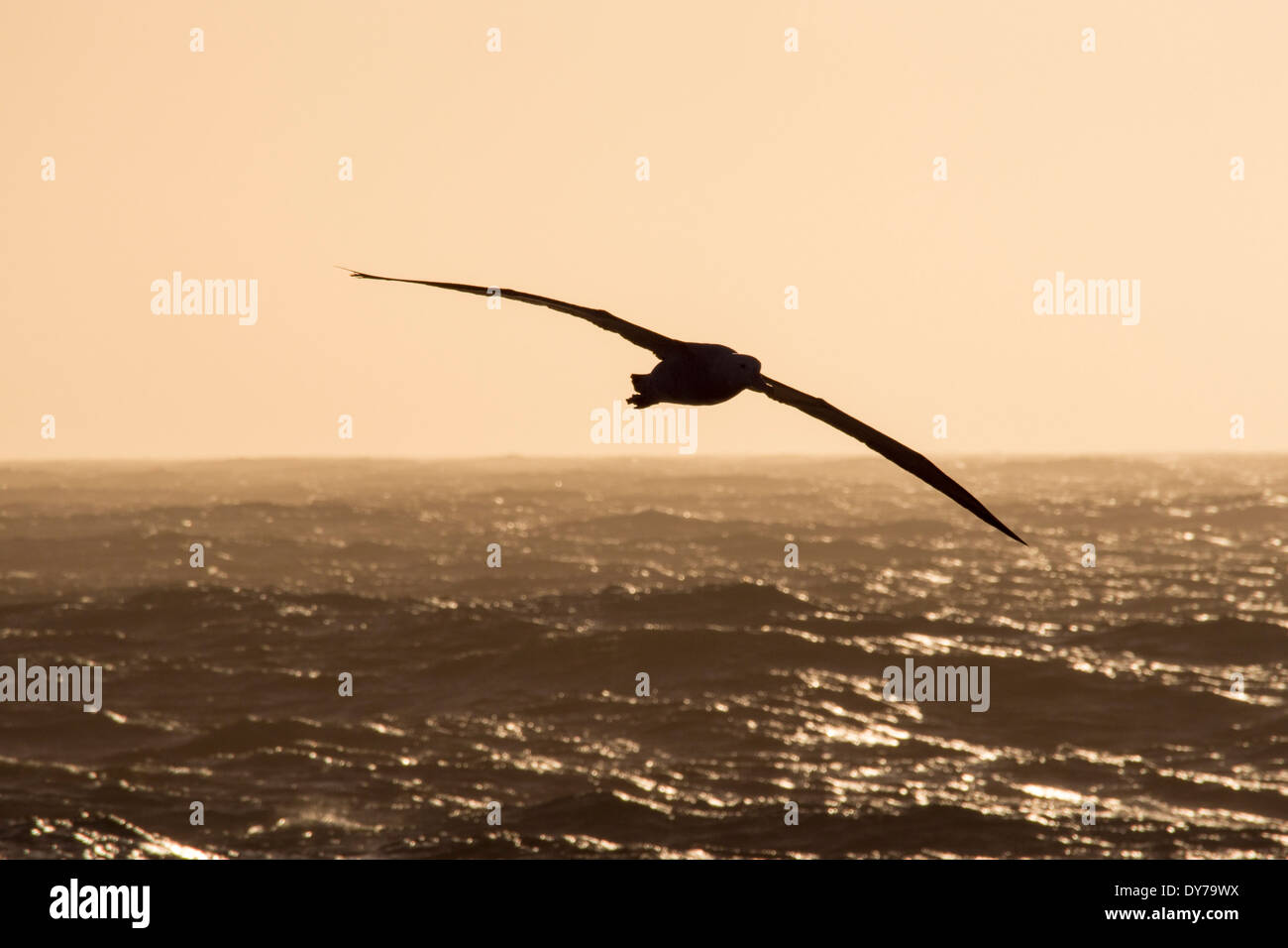 Ein Wanderalbatros, der Vogel mit der längsten Spannweite in der Welt ...