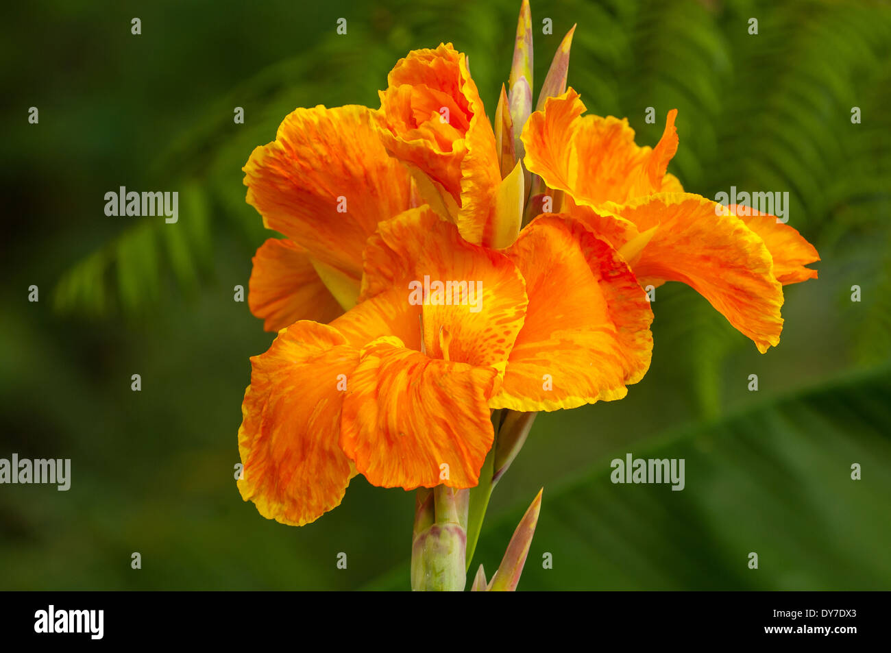 Canna lily -Fotos und -Bildmaterial in hoher Auflösung – Alamy