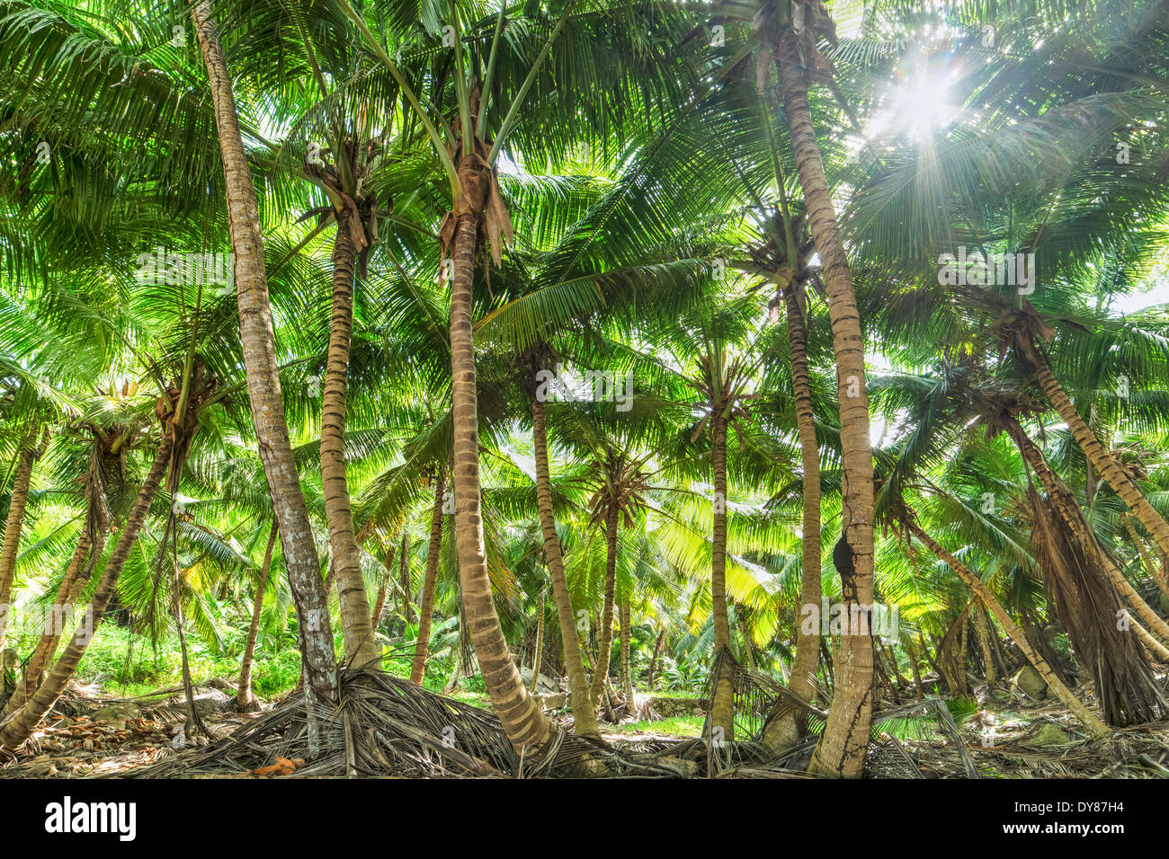 Coconut palm tree plantation -Fotos und -Bildmaterial in hoher ...