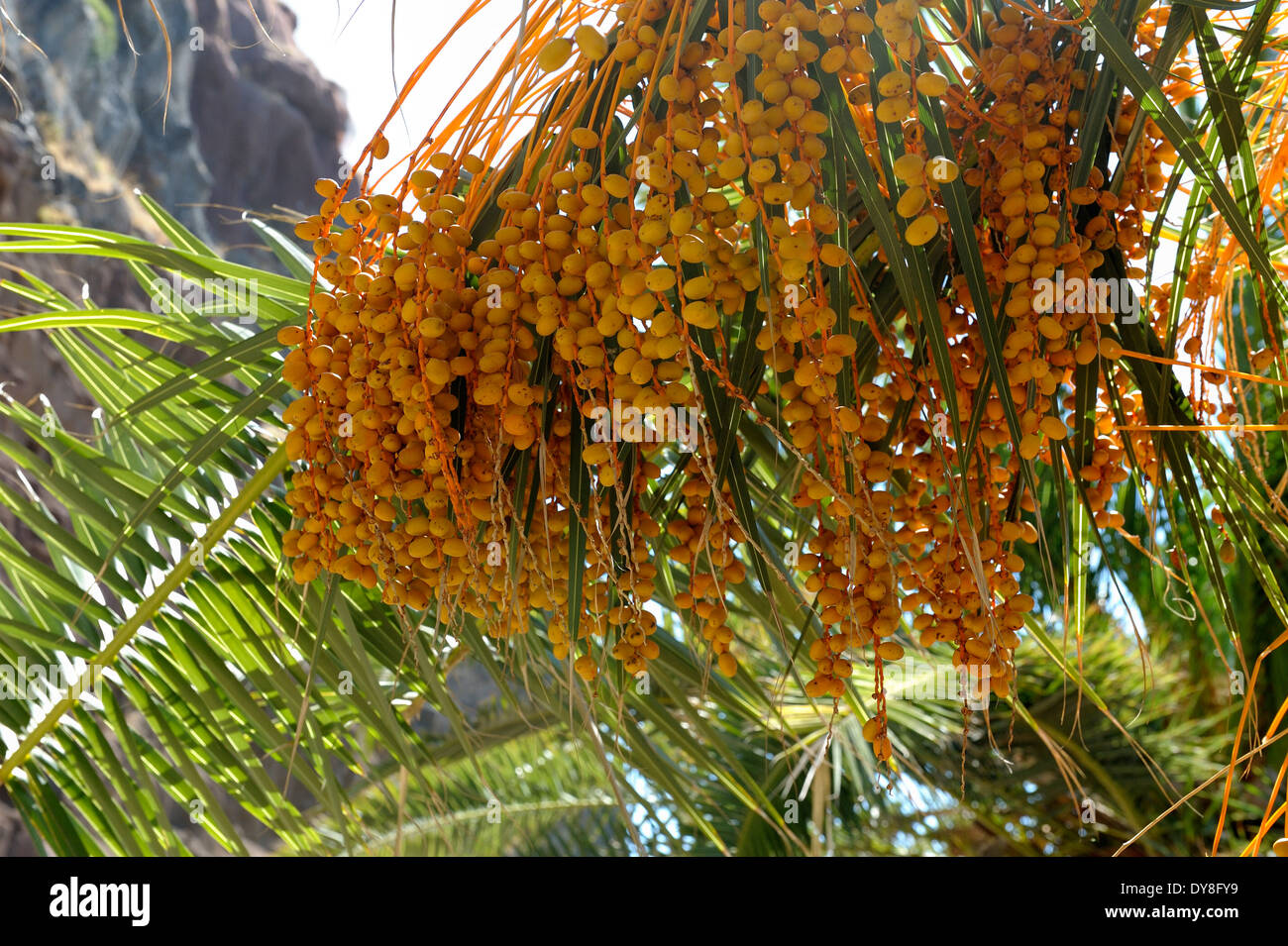 Date palm tree -Fotos und -Bildmaterial in hoher Auflösung – Alamy