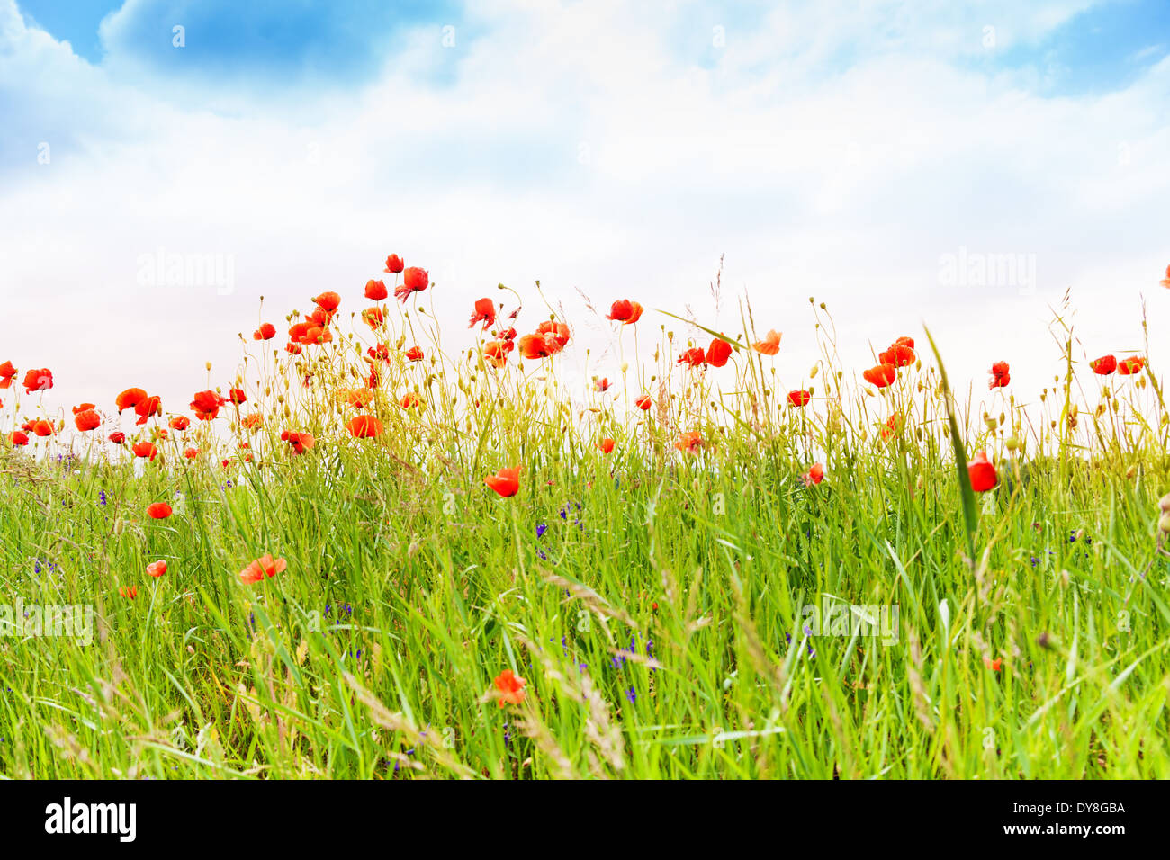 Mohn blumen hintergrund -Fotos und -Bildmaterial in hoher Auflösung – Alamy
