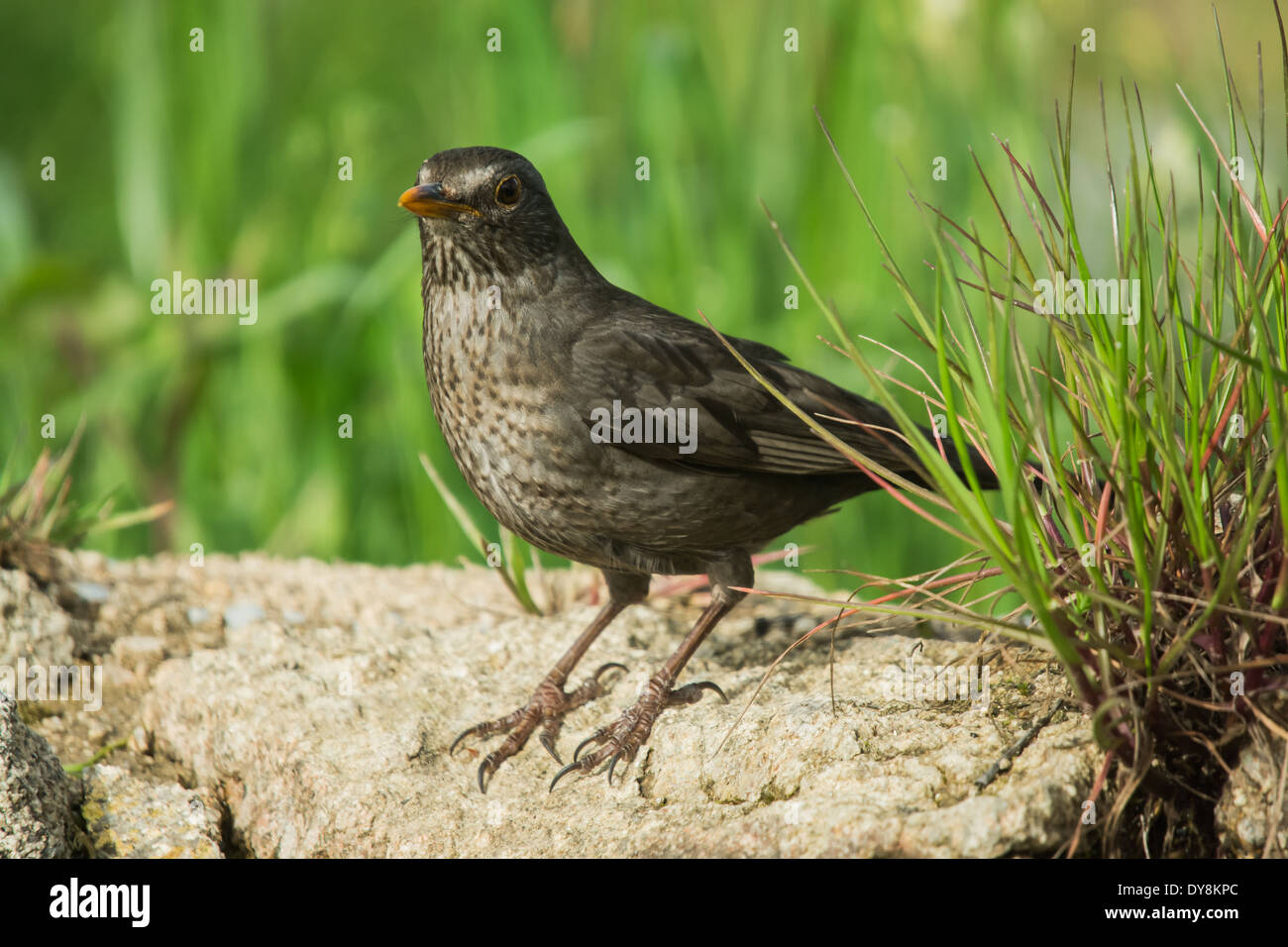 Female turdus merula breeding -Fotos und -Bildmaterial in hoher ...