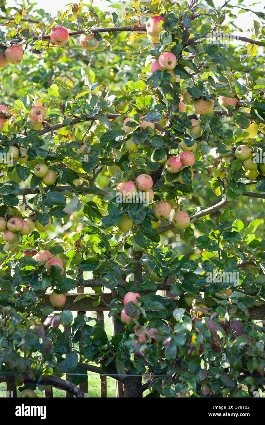 Malus monarch -Fotos und -Bildmaterial in hoher Auflösung – Alamy