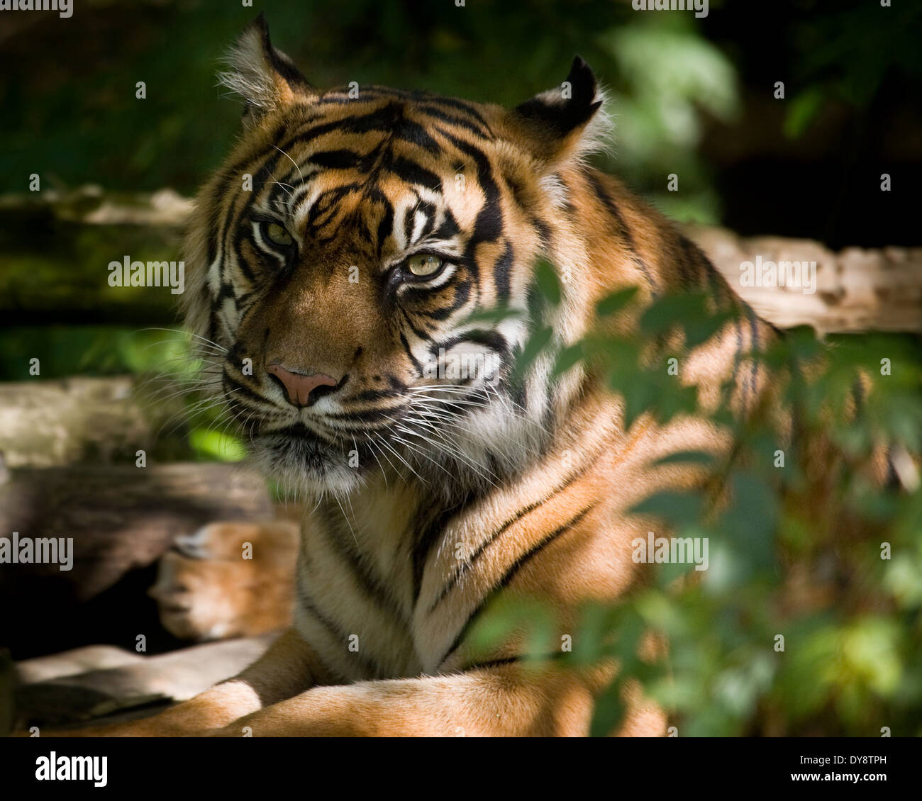Hiding tiger -Fotos und -Bildmaterial in hoher Auflösung – Alamy