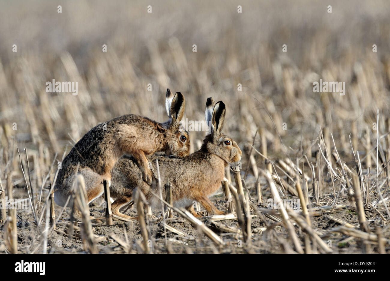 Paarungen tiere -Fotos und -Bildmaterial in hoher Auflösung – Alamy
