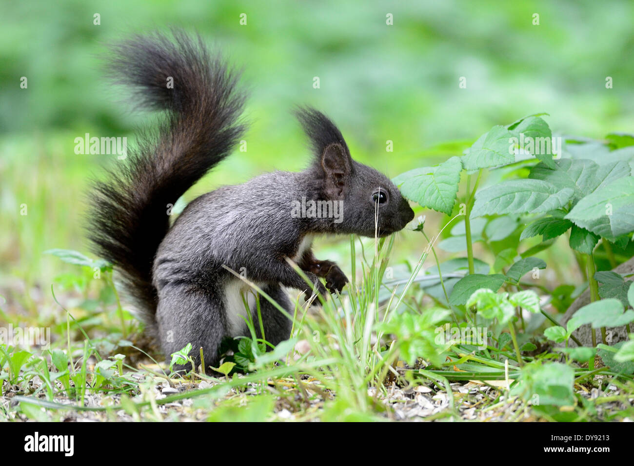 Europäische Eichhörnchen, Sciurus Vulgaris, Eichhörnchen, bayerischen ...
