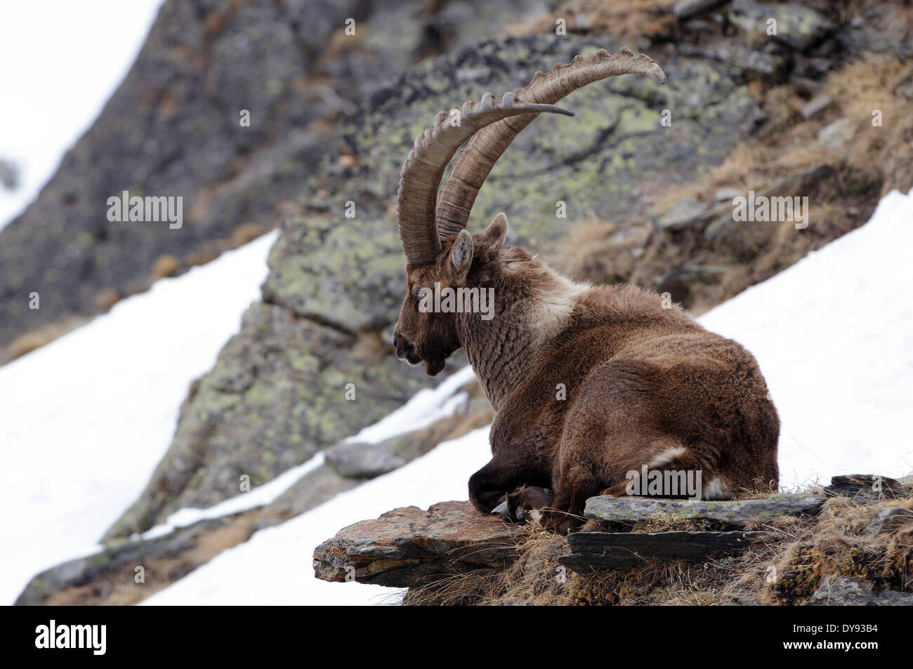Steinbock kampf -Fotos und -Bildmaterial in hoher Auflösung – Alamy