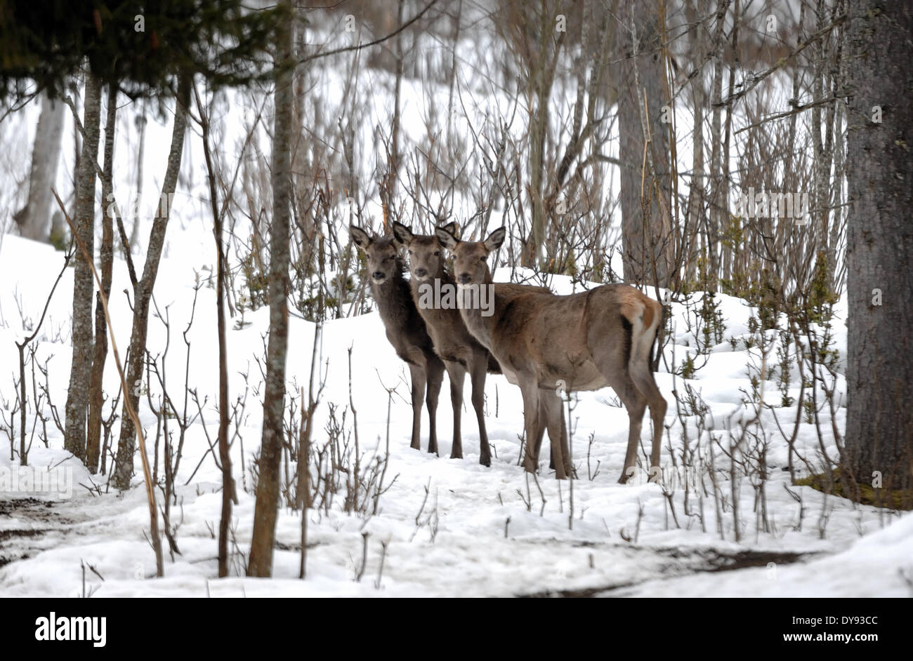 Tiere herde -Fotos und -Bildmaterial in hoher Auflösung – Alamy