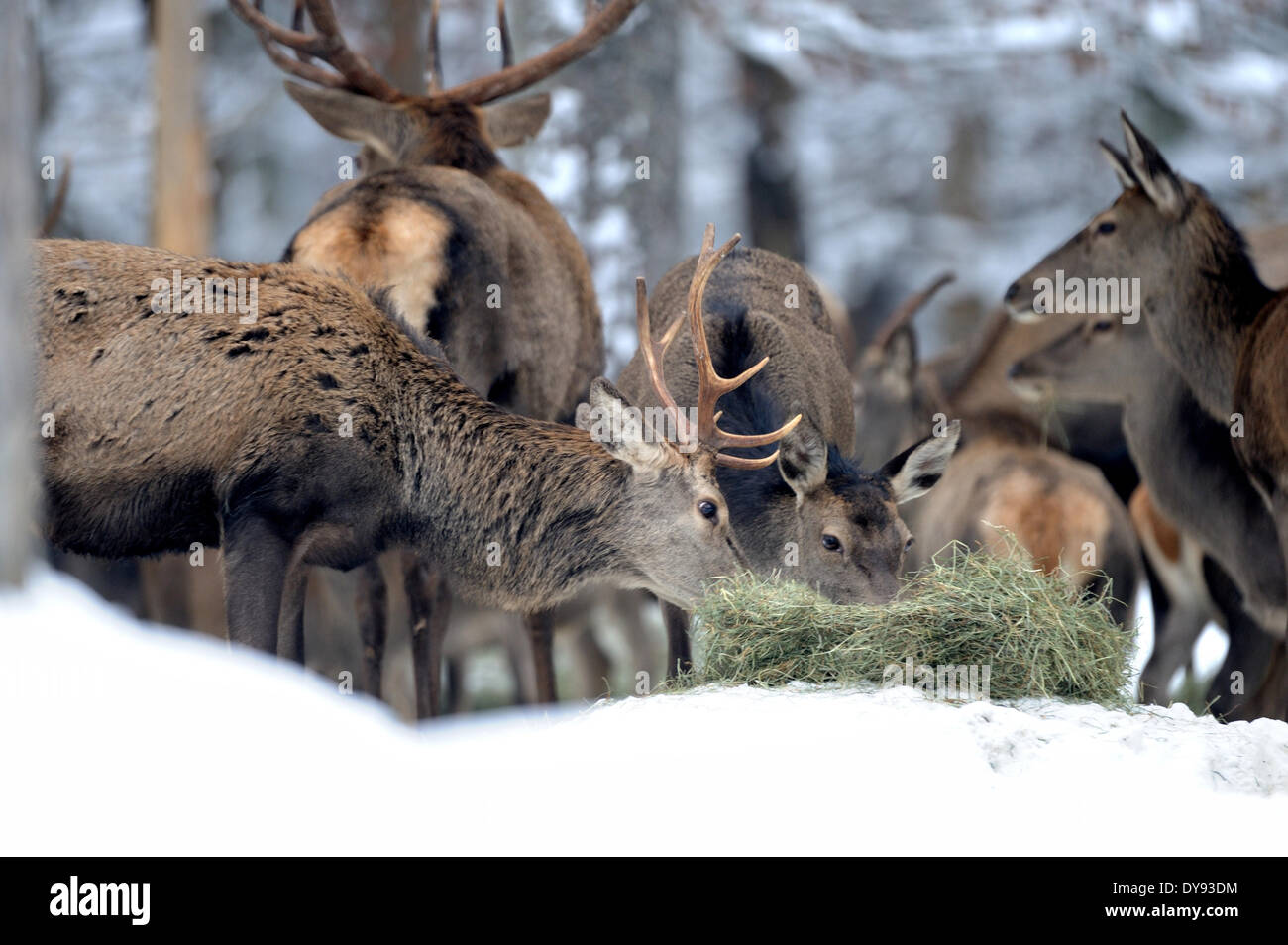 Rothirsch Geweih Geweih Cervid Cervus Elaphus Reh Hirsch Hirsch ...